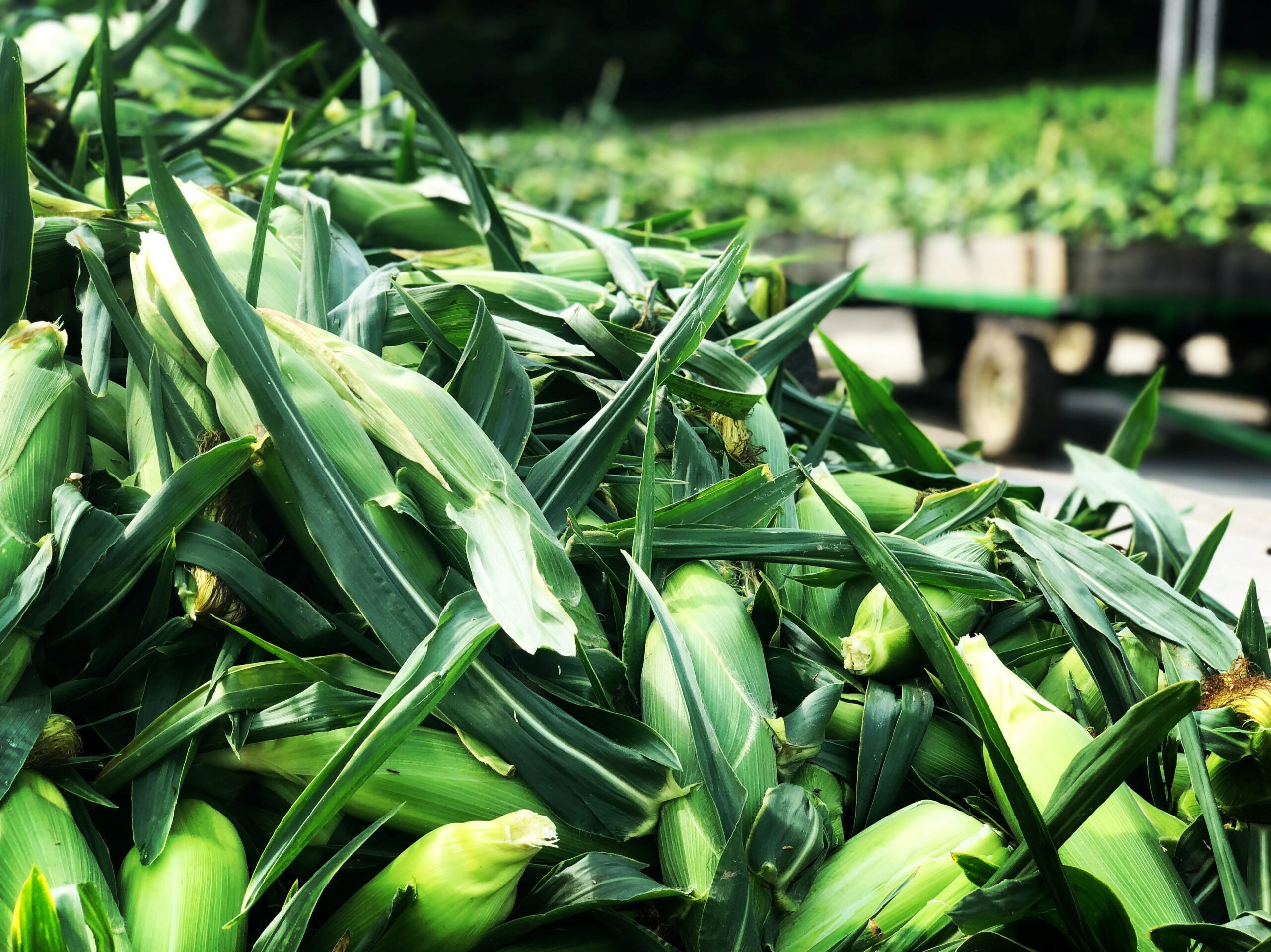 IFSI | » Five factors to consider when choosing roadside sweet corn ...