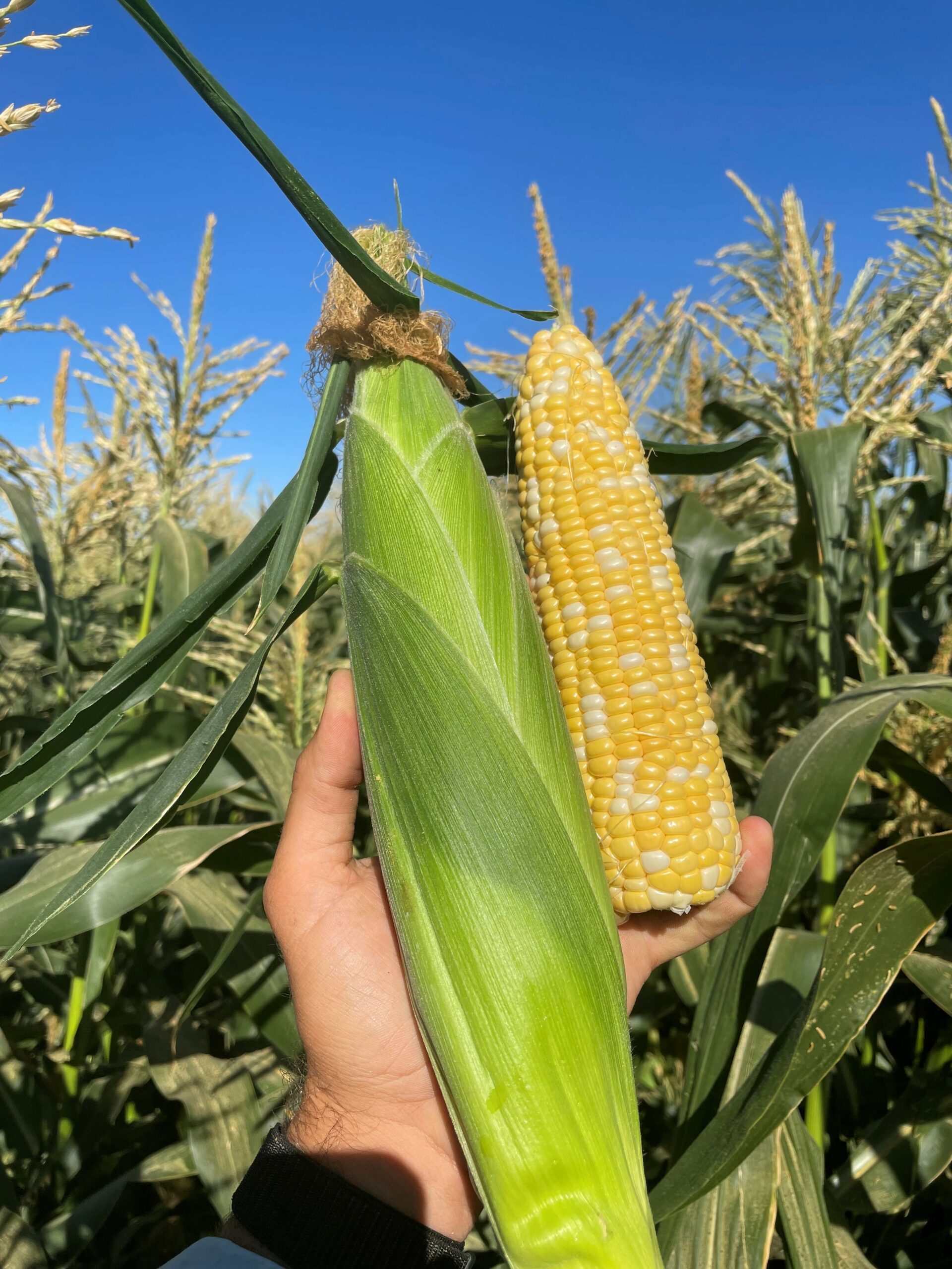 IFSI | » Five factors to consider when choosing roadside sweet corn ...