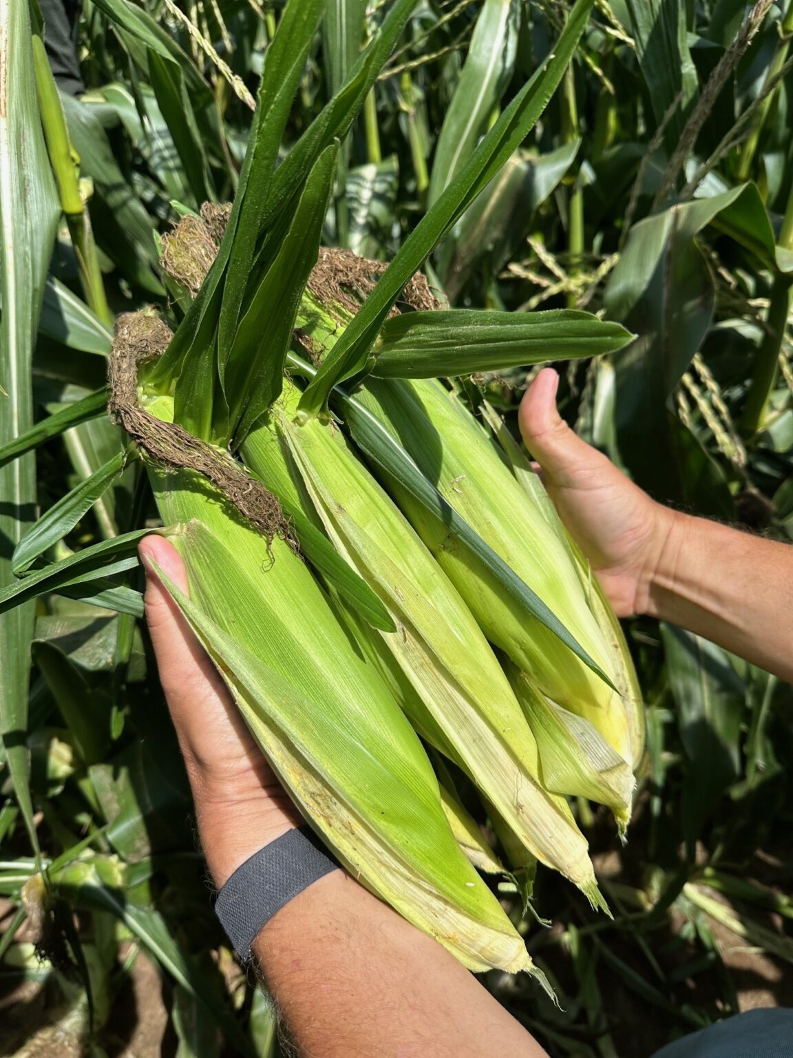 IFSI | » Five factors to consider when choosing roadside sweet corn ...