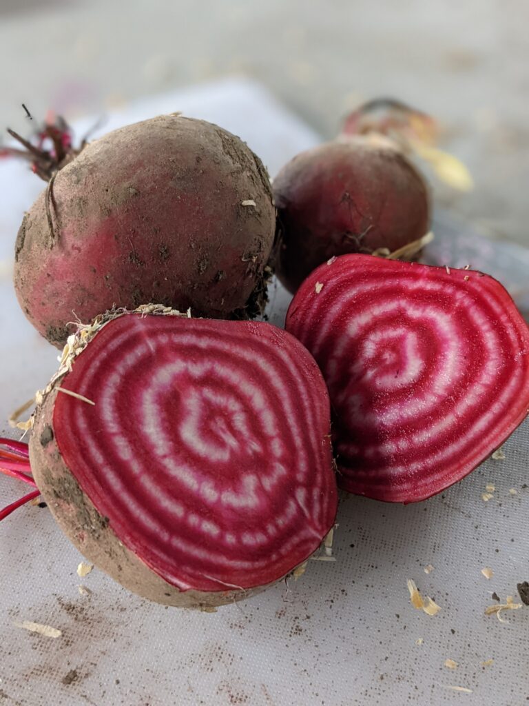 IFSI | » The Fascinating World of Beet Rings