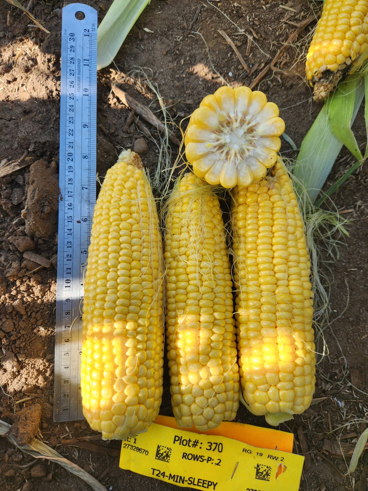 Estimating Maturity and Harvest Readiness in Sweet Corn - IFSI