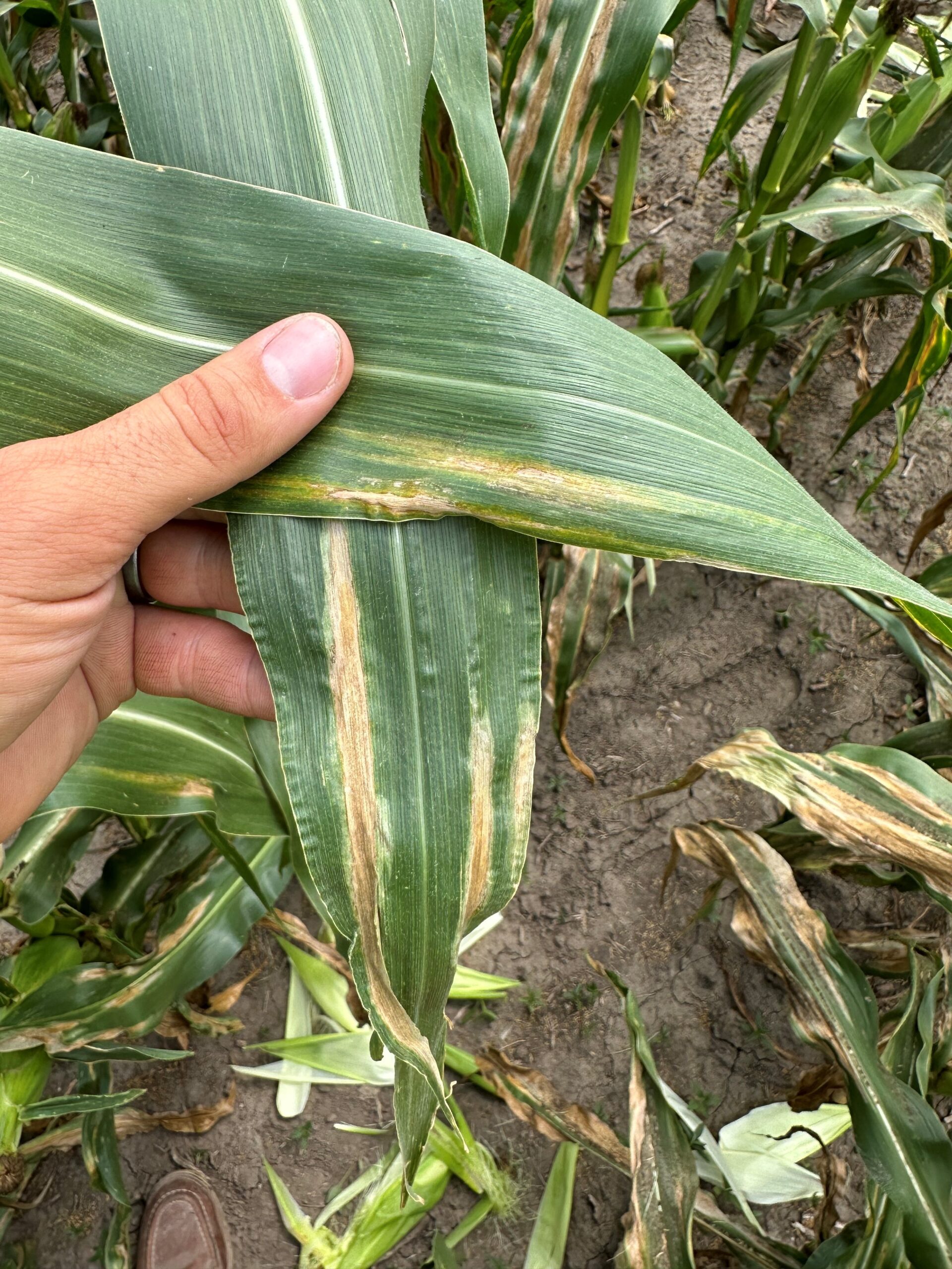 Diseases of Sweet Corn – Northern Corn Leaf Blight (NCLB) - IFSI