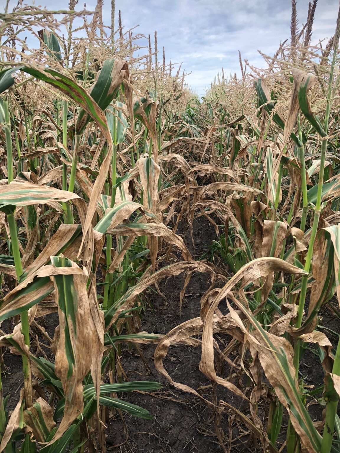 Diseases of Sweet Corn – Northern Corn Leaf Blight (NCLB) - IFSI