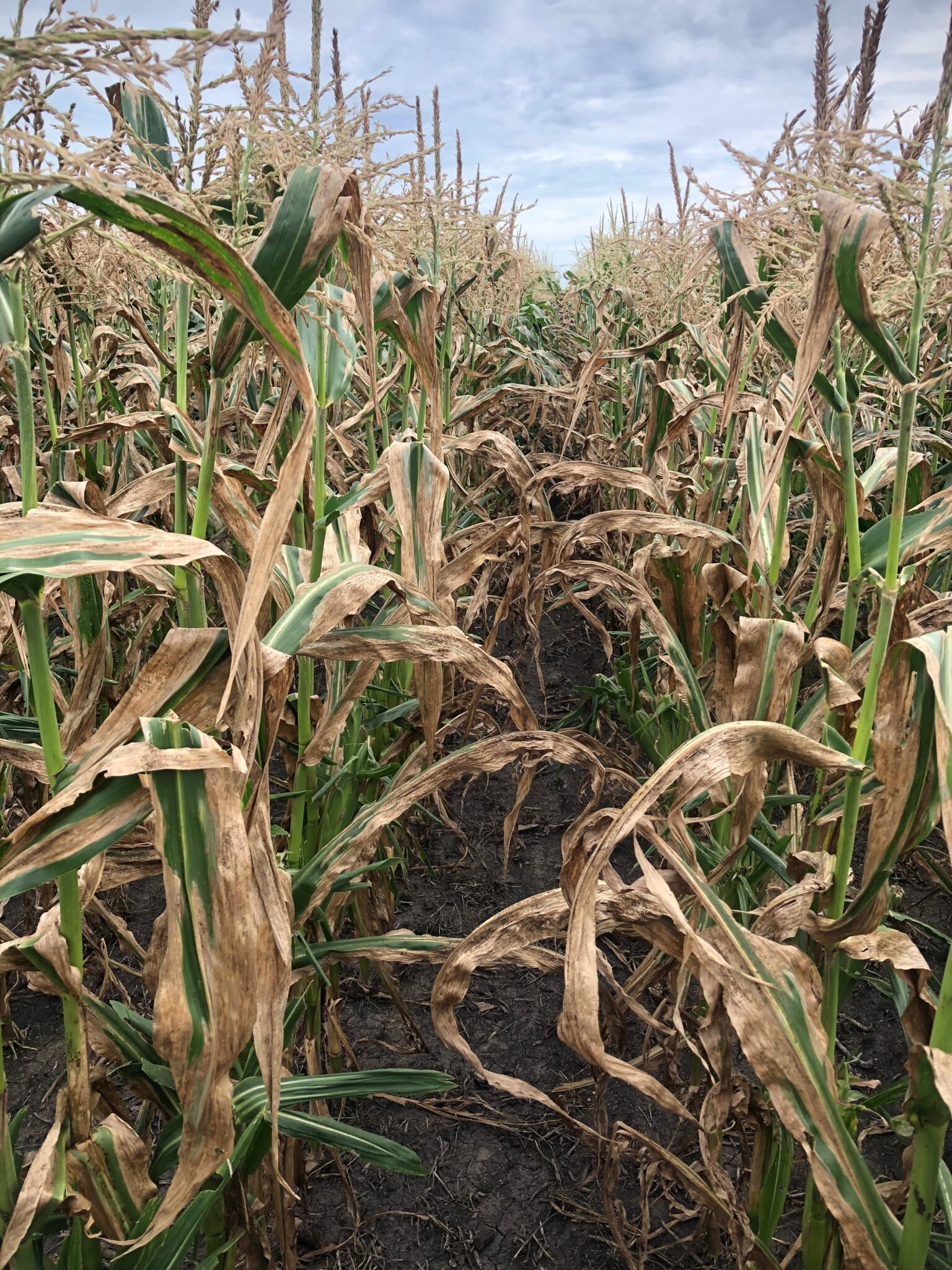 Diseases of Sweet Corn – Northern Corn Leaf Blight (NCLB) - IFSI