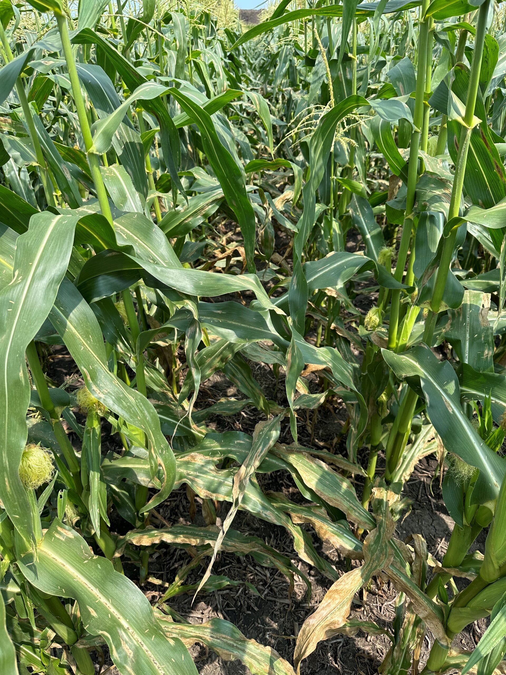Diseases of Sweet Corn – Northern Corn Leaf Blight (NCLB) - IFSI