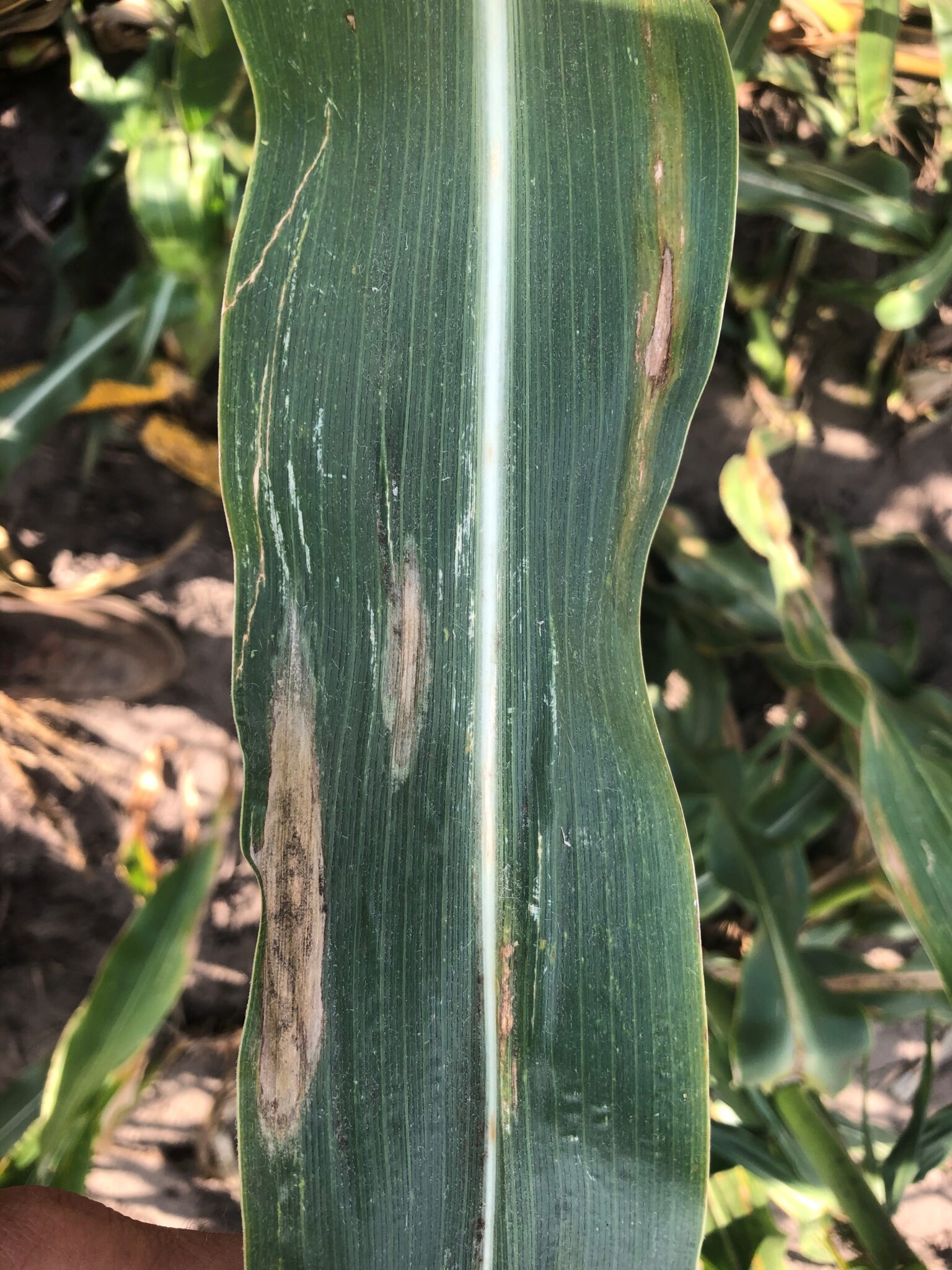 Diseases of Sweet Corn – Northern Corn Leaf Blight (NCLB) - IFSI